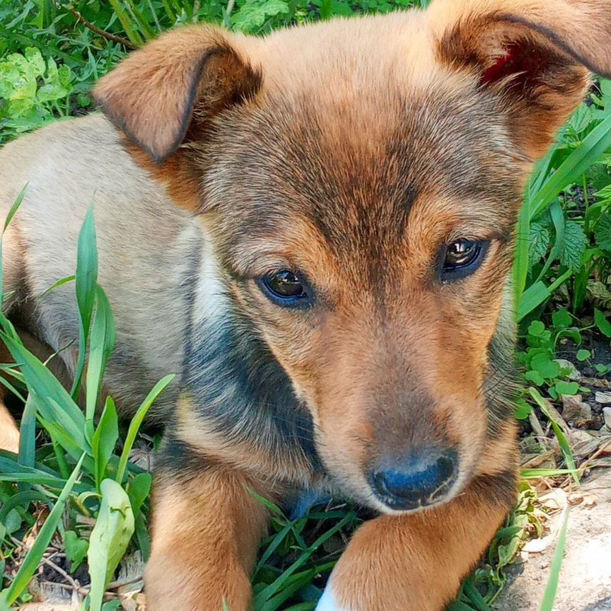 Щенок в добрые руки3 месяца, стерилизованная