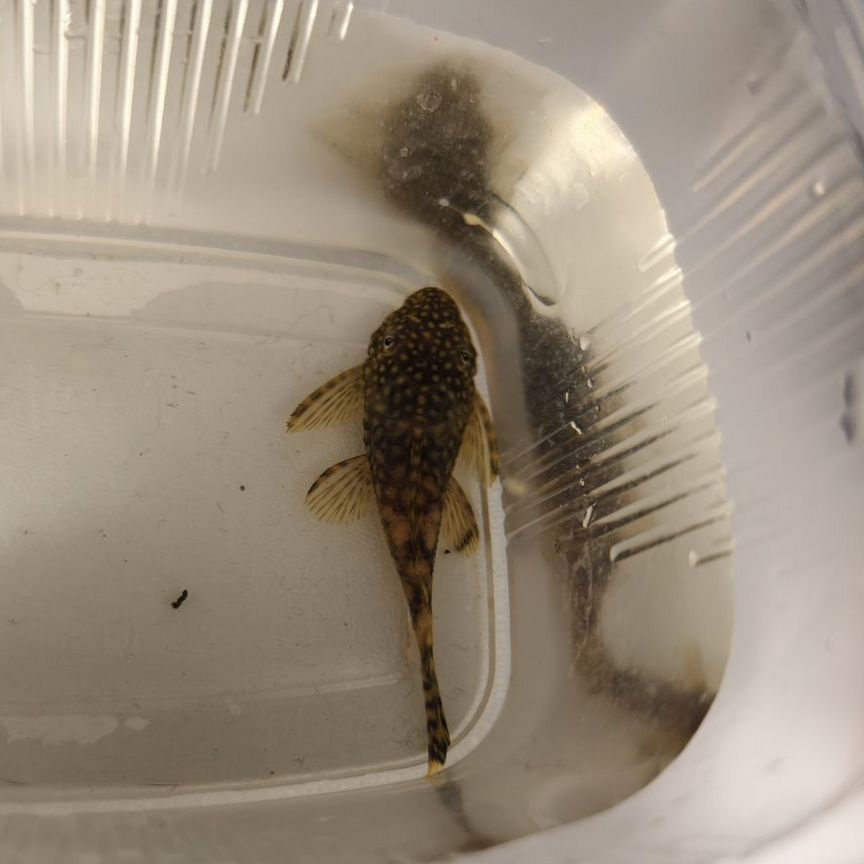 Сомик анциструс