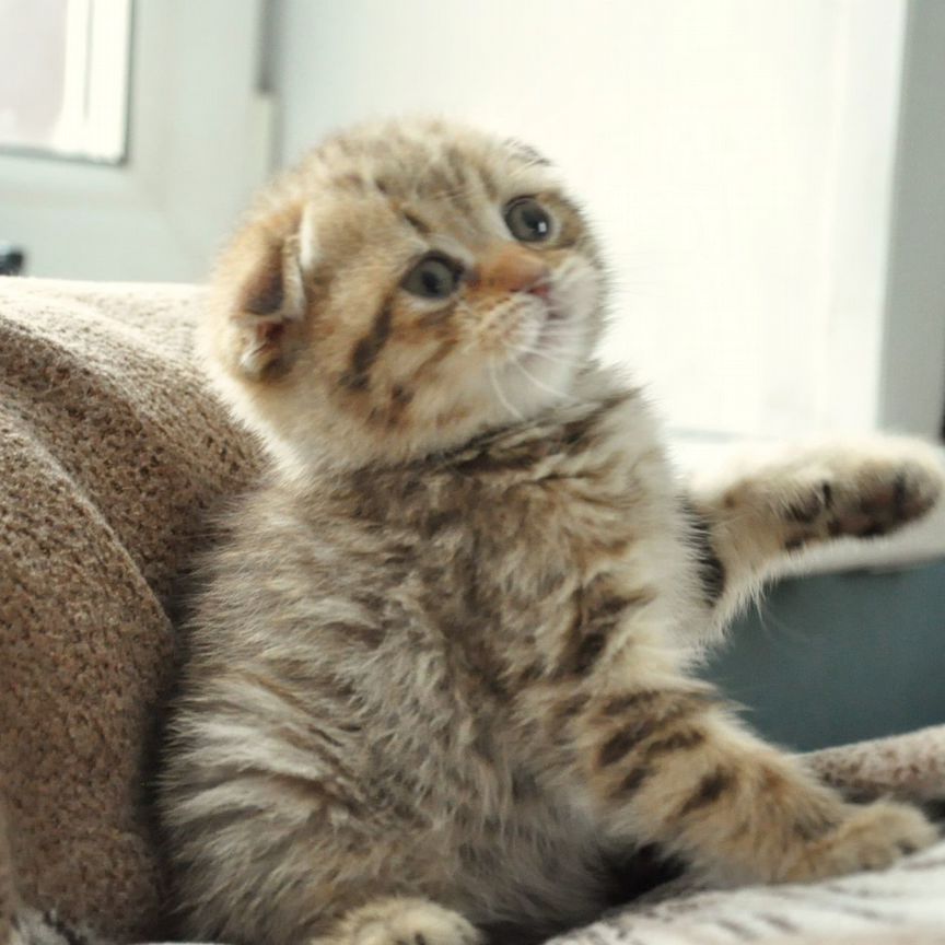 Вислоухая кошечка