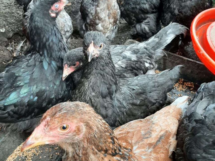 Семейки породистых кур наседок