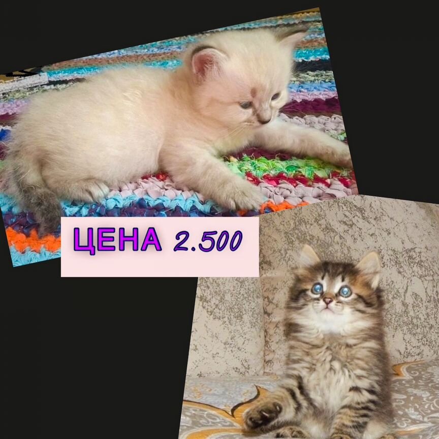 Сибирские пушистики