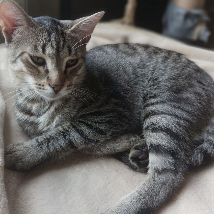 Котенок 6 месяцев