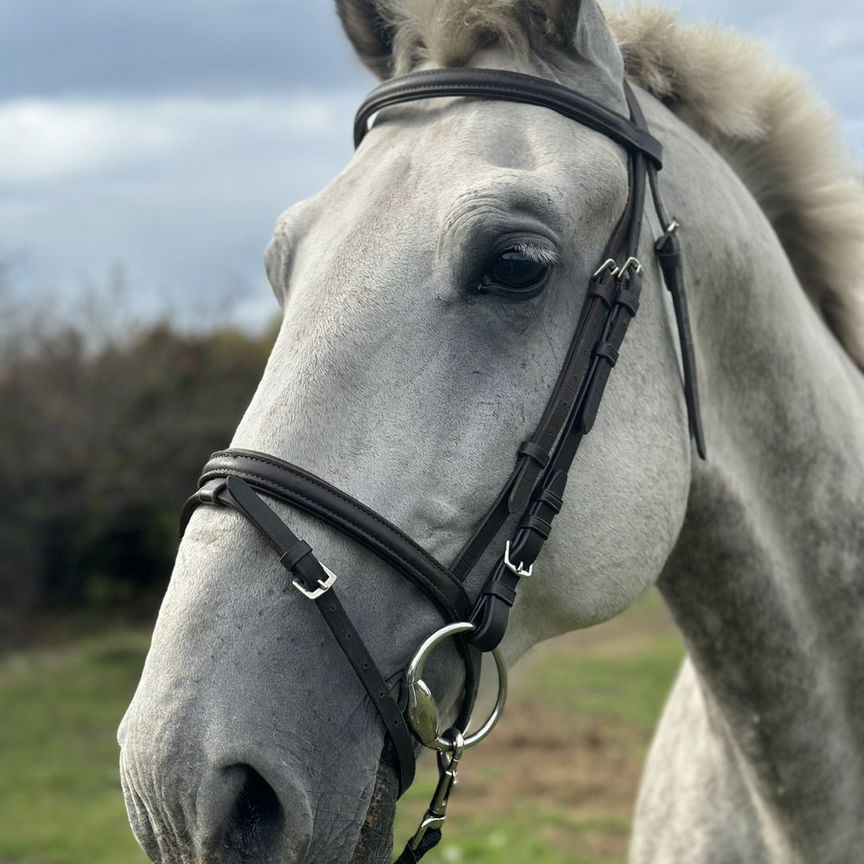 Уздечка для лошади