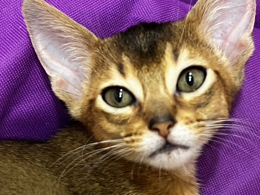 Абиссинские шикарные клубные котята