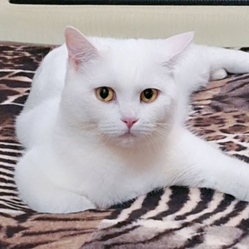 Шотландская кошечка в добрые руки