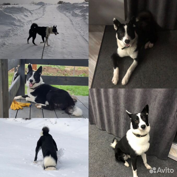 Собака вязка русско-европейская лайка