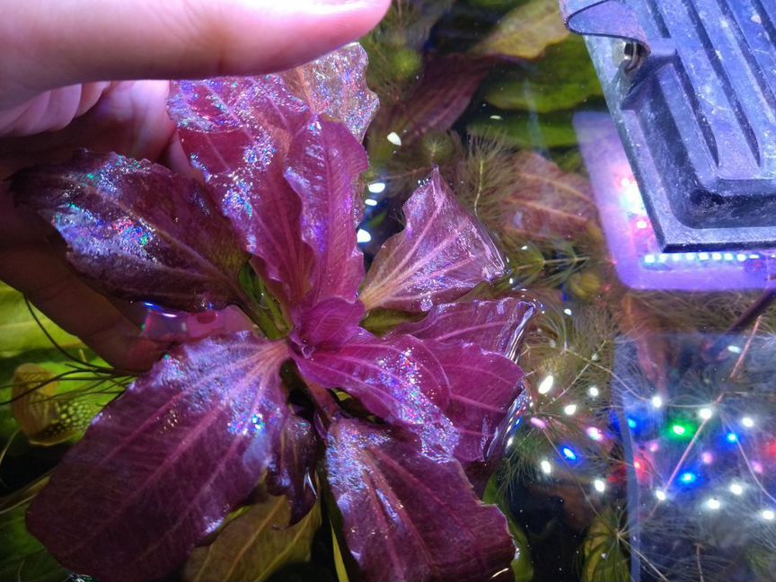 Эхинодорус красное пламя