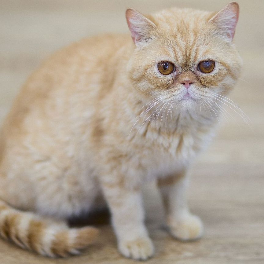 Взрослый кот в добрые руки