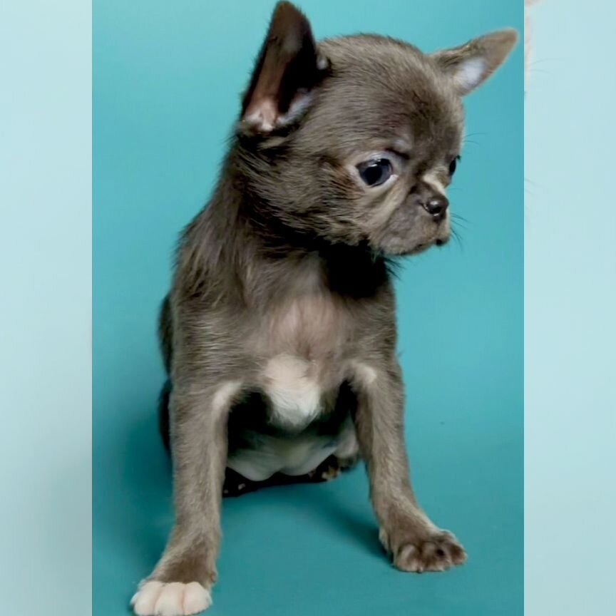 Чихуахуа, щенок