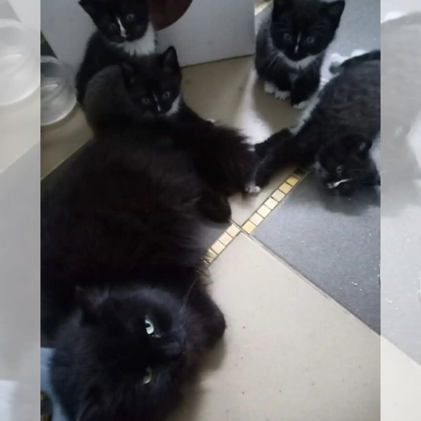 Котёнок в добрые руки