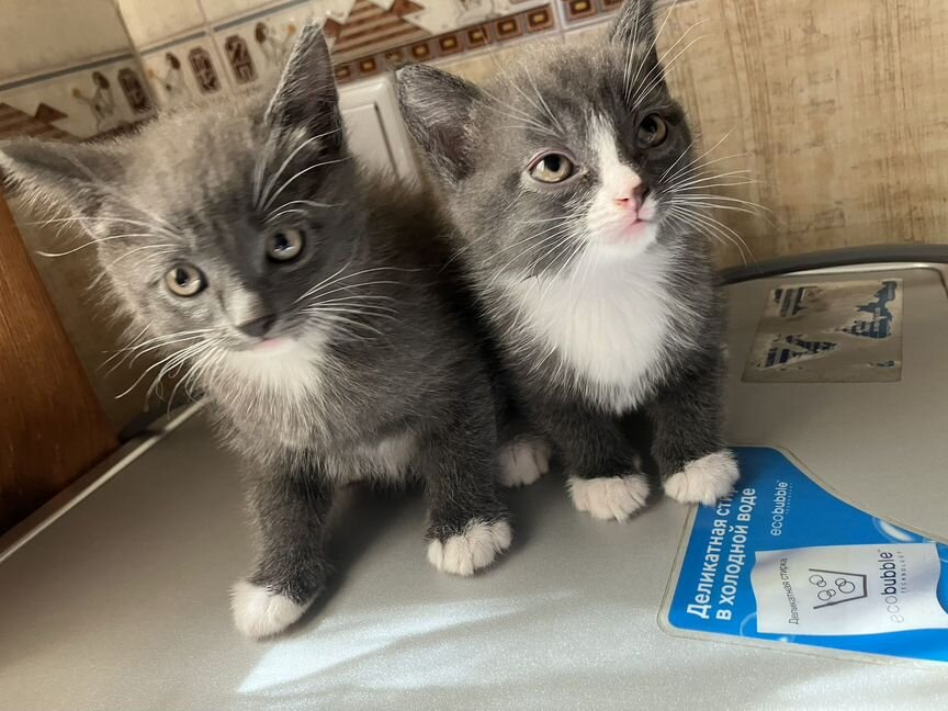 Котята в добрые руки бесплатно за шоколадку