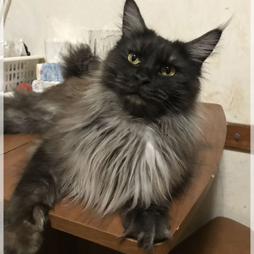 Мейн-кун, взрослая кошка