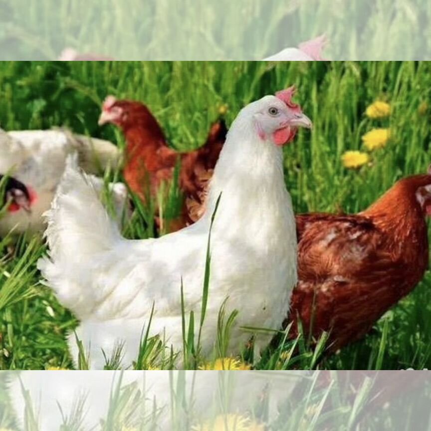 Куры несушки