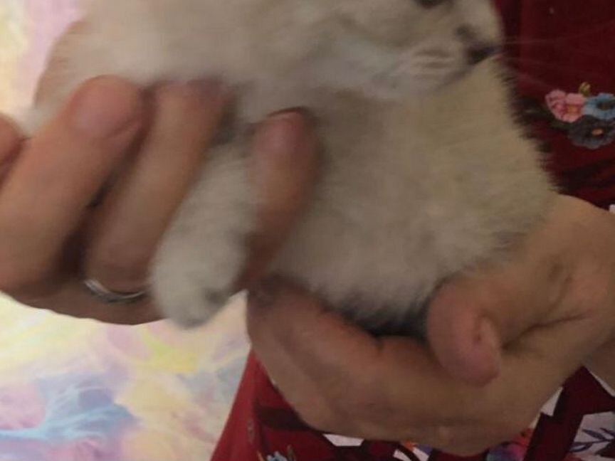 Кошки