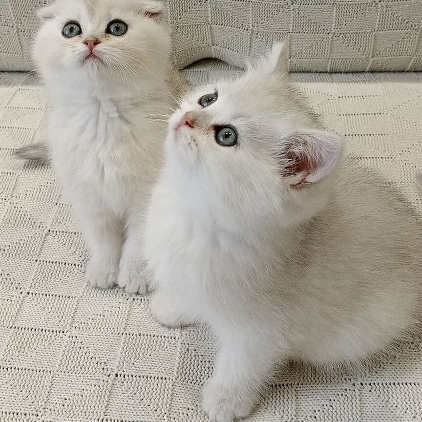 Шотландский вислоухий короткошёрстный котёнок