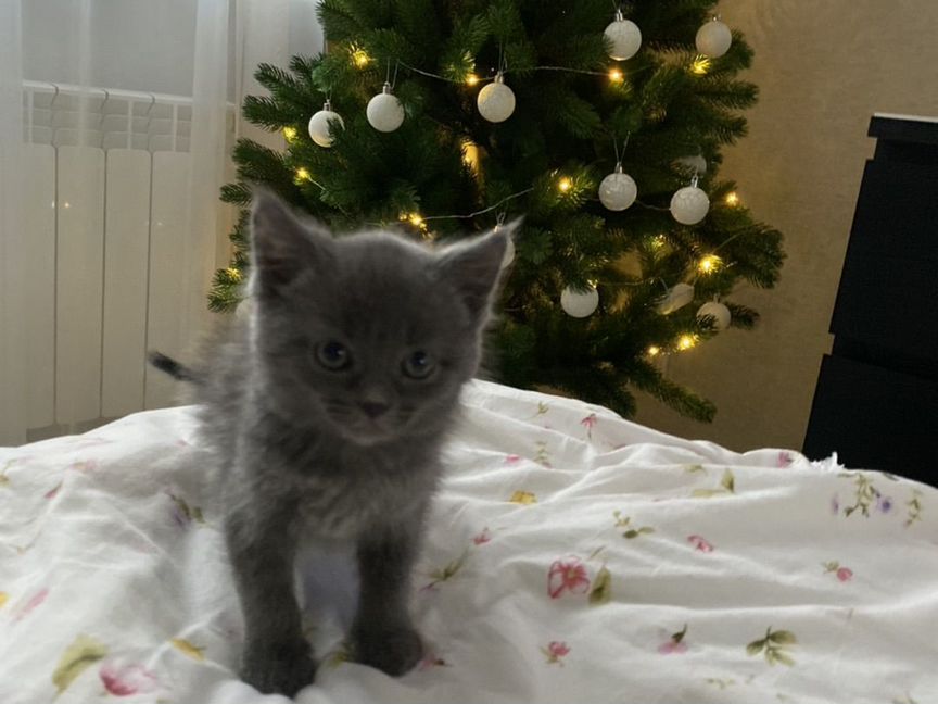 Котенок сибирский