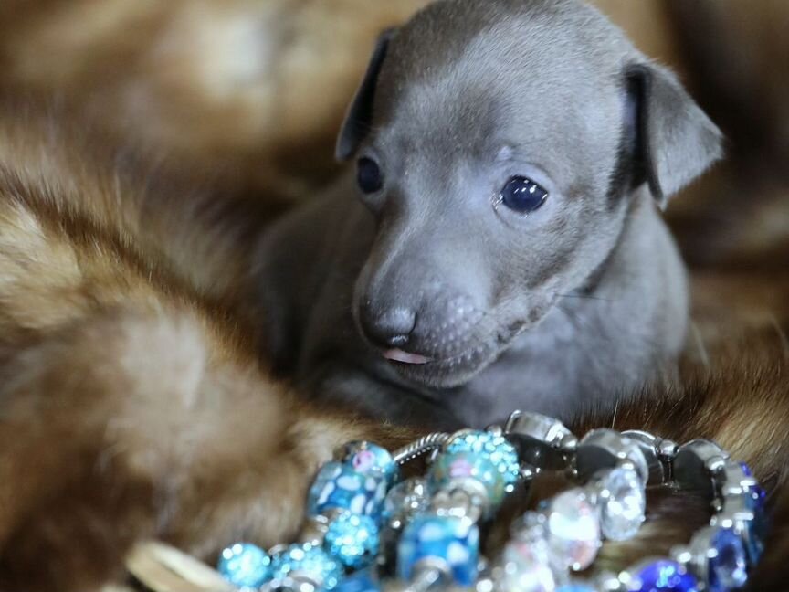 Щенок, Маленький принц