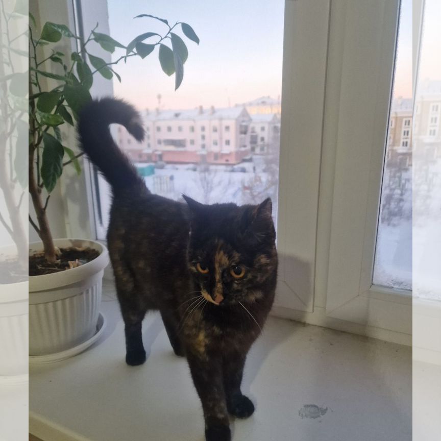 Взрослая, Девочка кошка в добрые руки