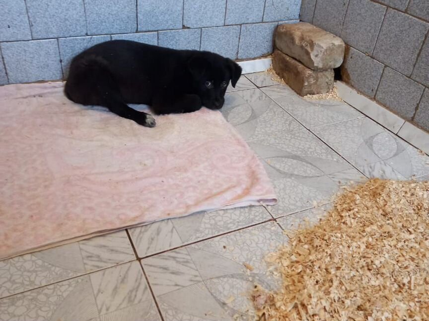 Нужен дом для щеночка