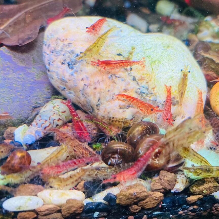 Аквариумные креветки