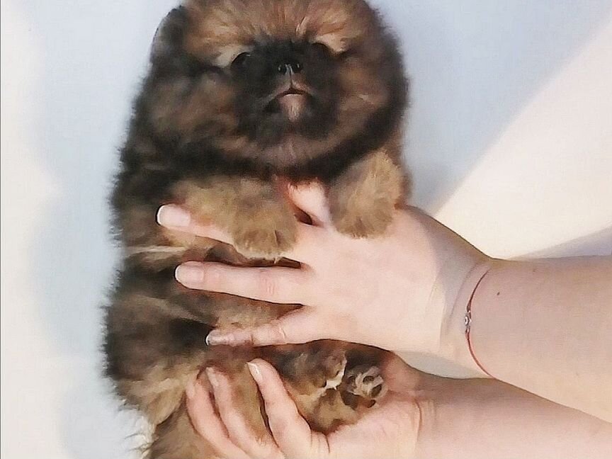 Шпиц мини мальчик