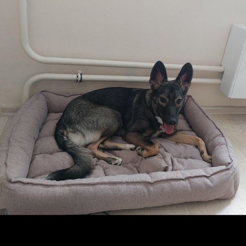 Взрослая собака в добрые руки