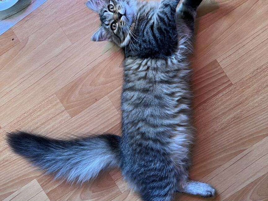 Котёнок рыська ищет семью