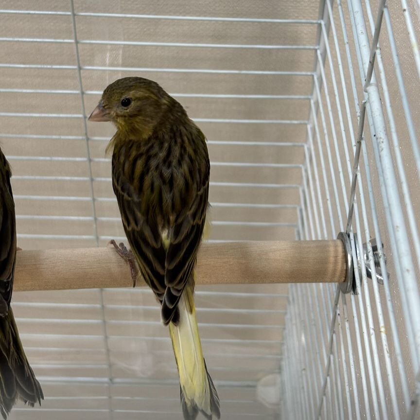 Птенец канарейки