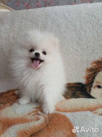 Белый померанский шпиц