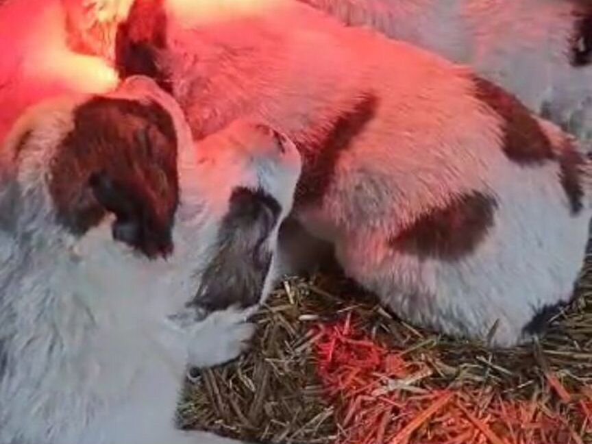 Среднеазиатская овчарка