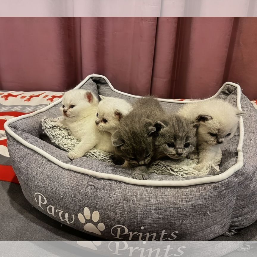 Британский короткошёрстный котёнок