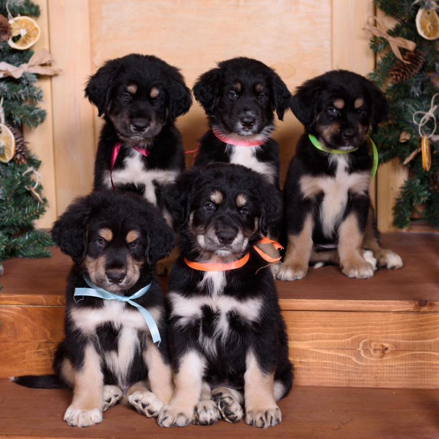 Хотошо / бурятская собака