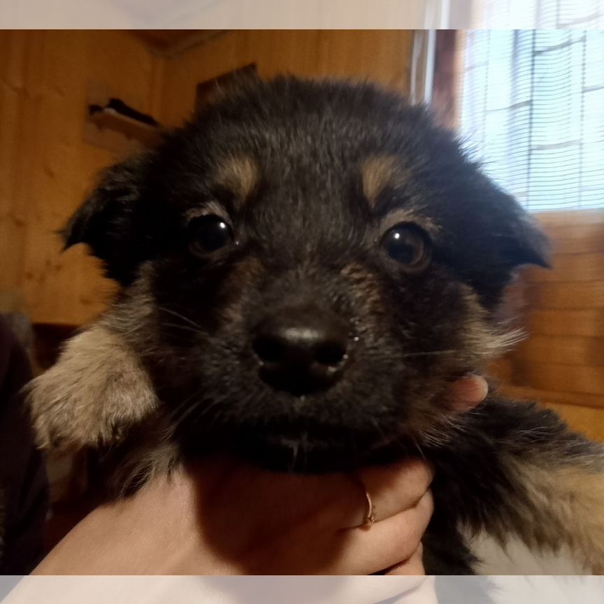 Щенок в добрые руки