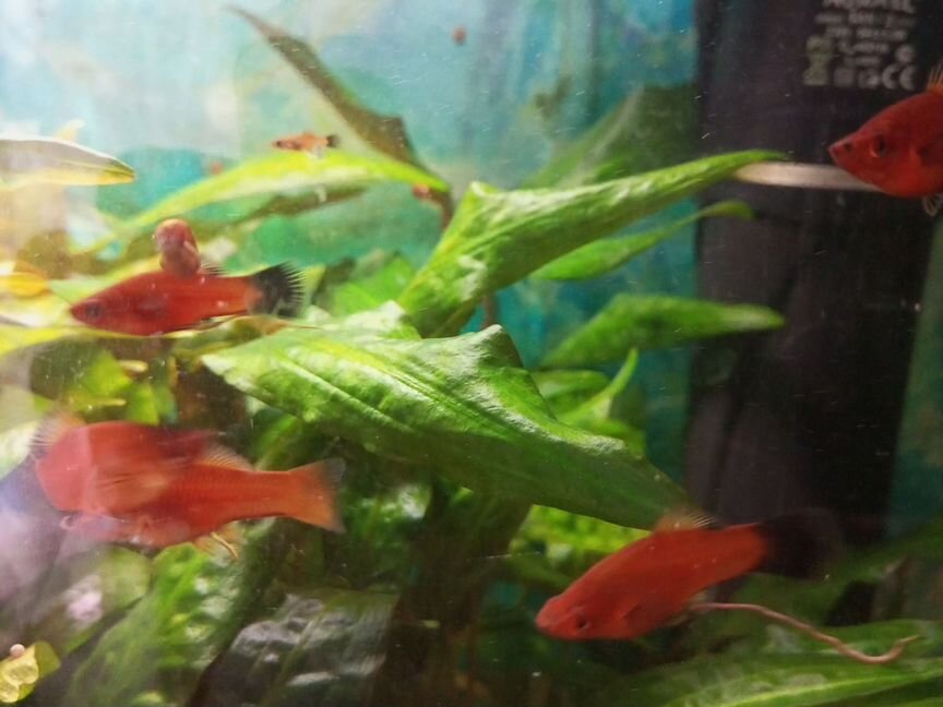 Меченосцы рубины