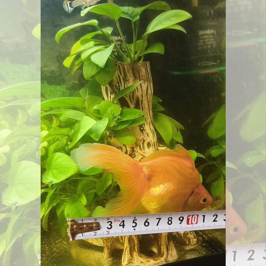 Большая золотая рыбка