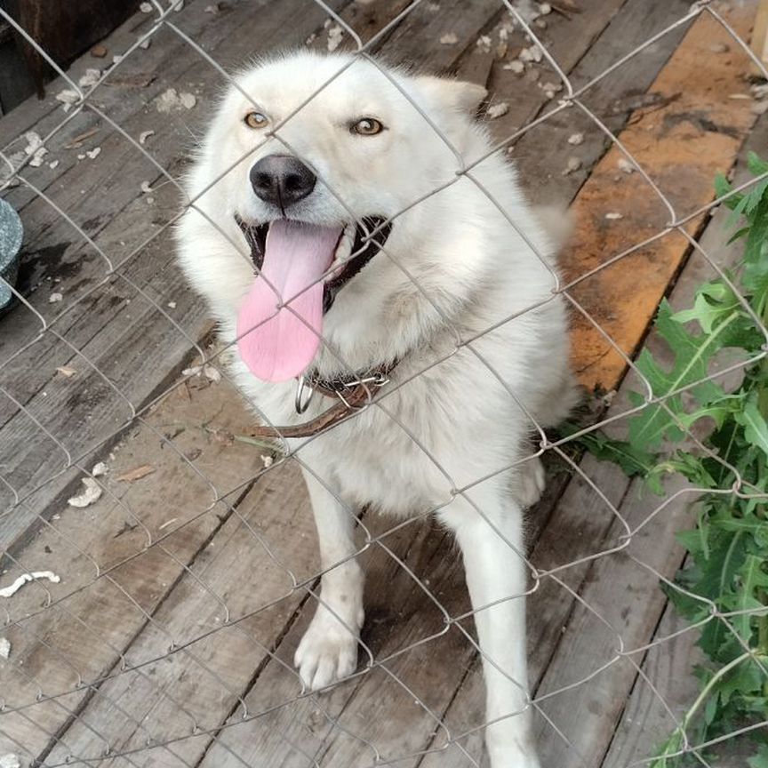 Западносибирская лайка, взрослый пёс