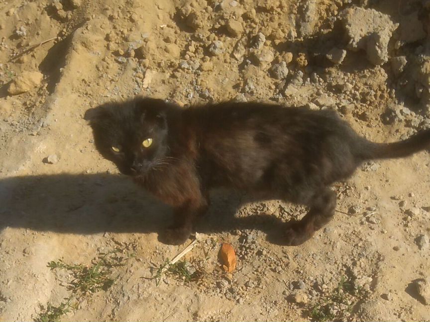 Шотландская