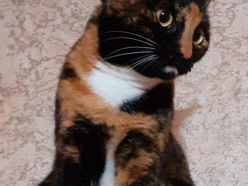 Кошечка-компаньон ищет семью