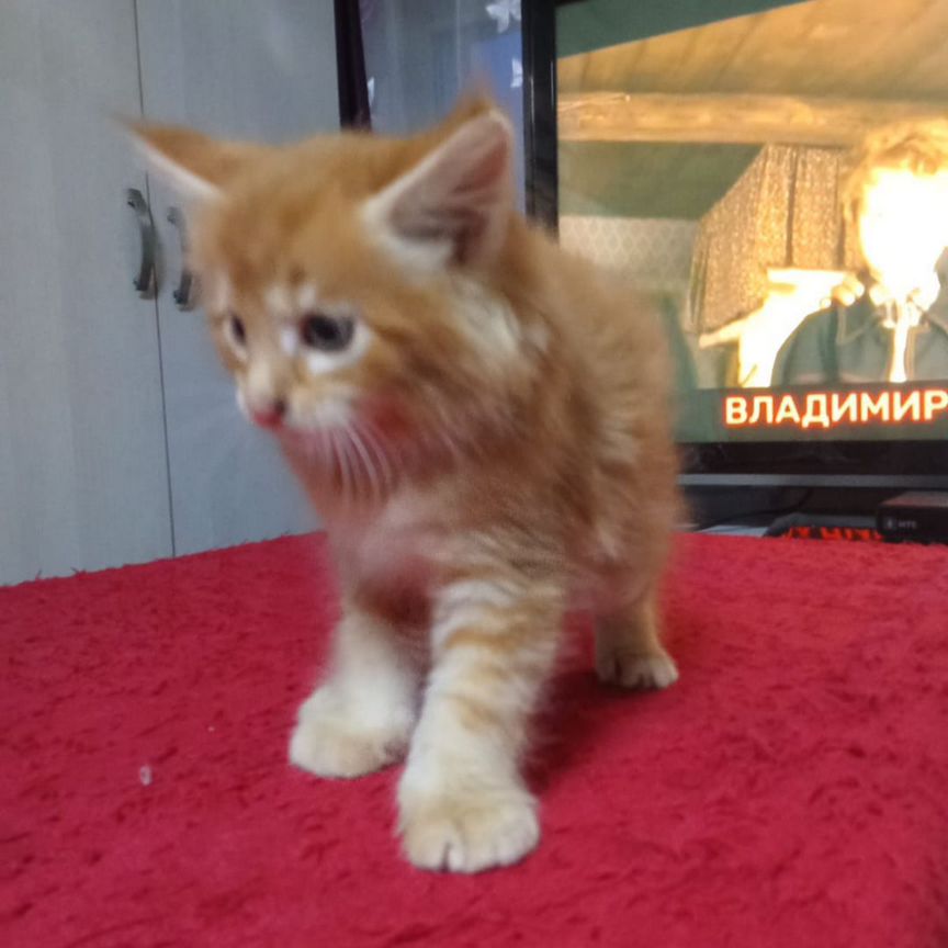 Котята в добрые руки бесплатно