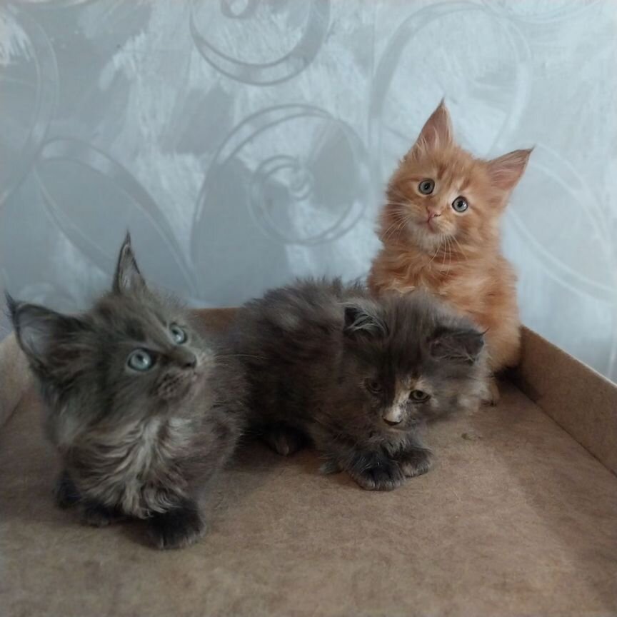 Котята мейн-кун