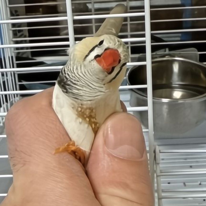 Пьицы Амадины 3шт