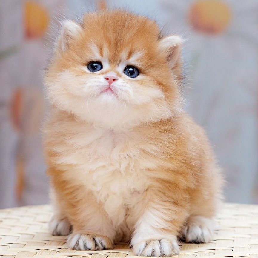 Британские котята золотая шиншилла