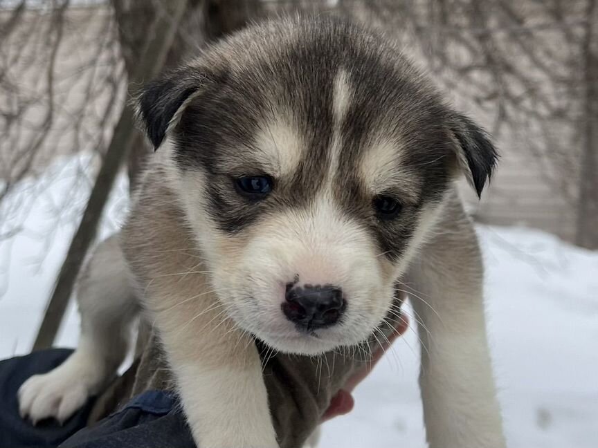 Западно сибирская лайка