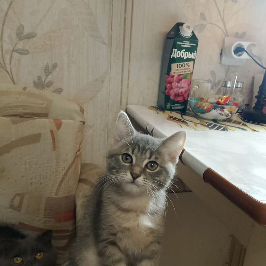 Котенок