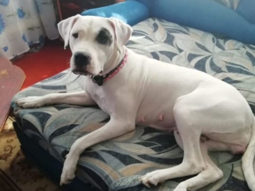 Аргентинский дог