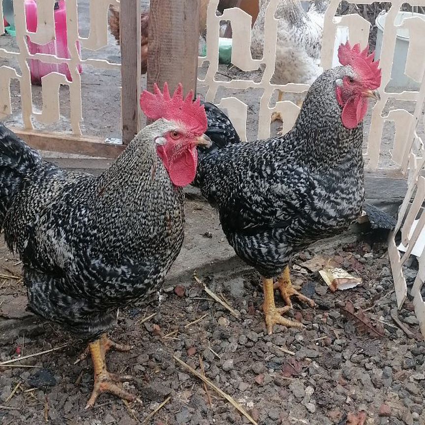 Куры домашние