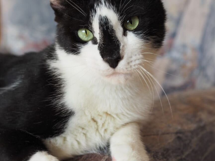 Молодой котик ищет дом