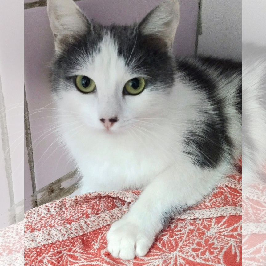 Взрослая, кошка в добрые руки