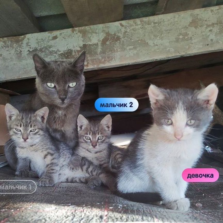 Котята в добрые руки