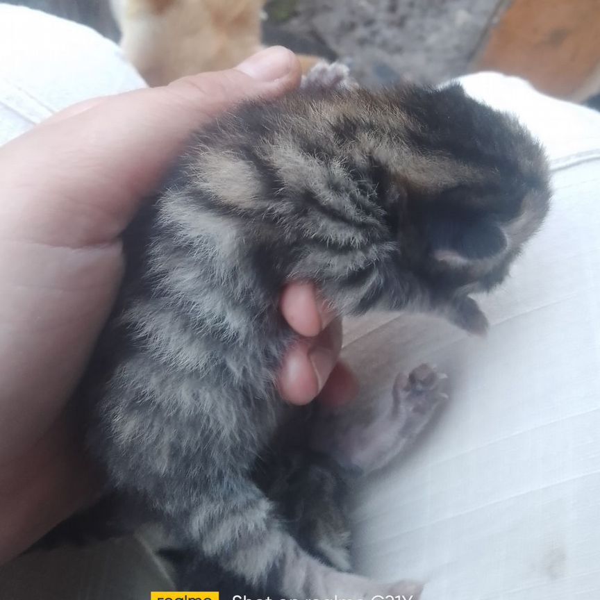 Котята в добрые руки бесплатно девочка